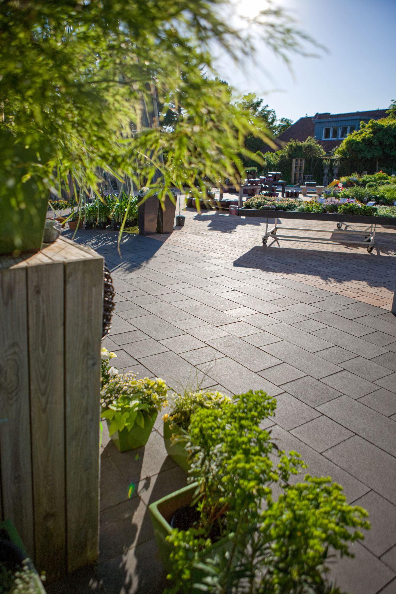 Klostermann VIASTON GRANDE linear Kaufen